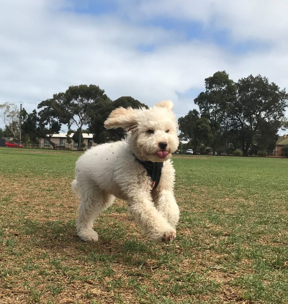 Photos1 - Official Home of the Australian Cobberdog